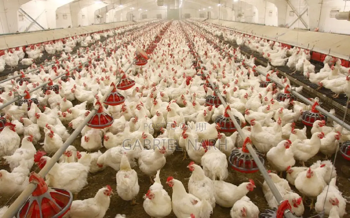 Day Old Broilers: Ross 308 , Arbor Acre and Cobb 500 in Takoradi - Farm ...