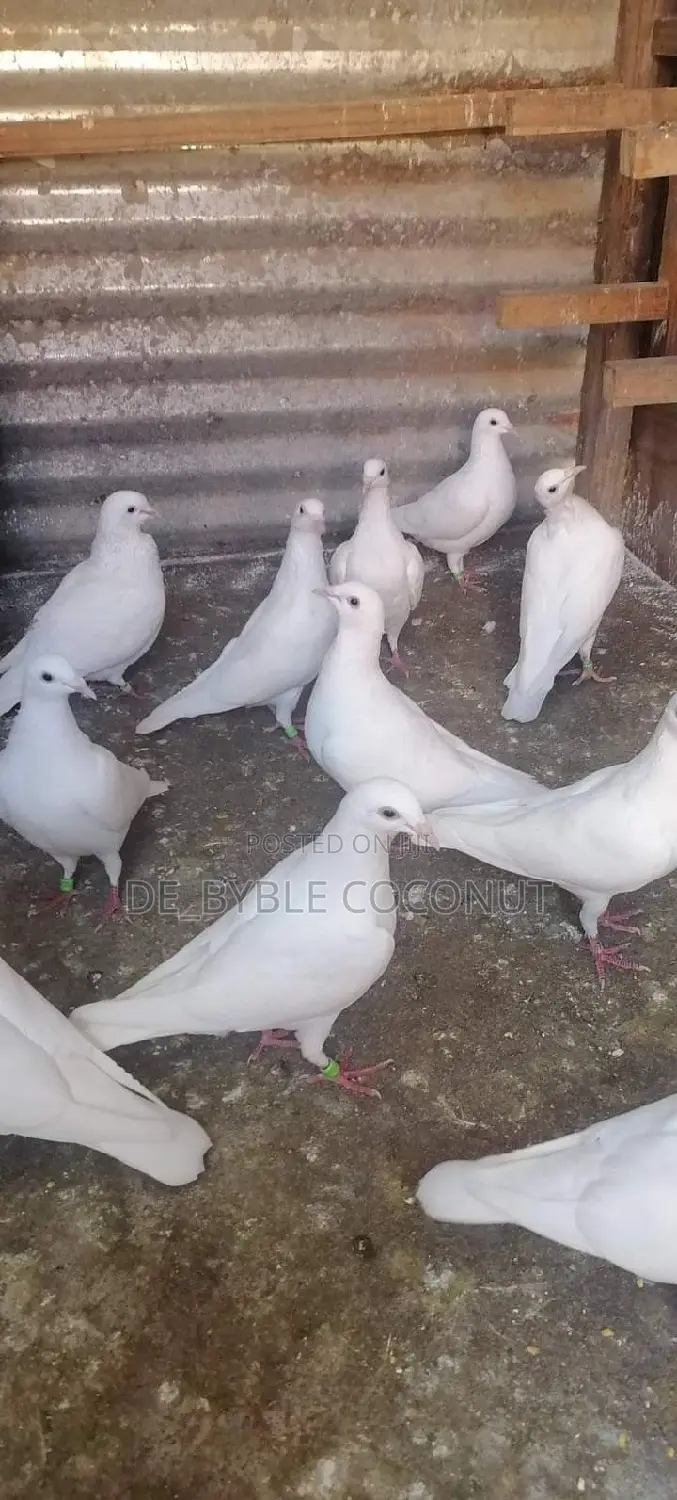 Purely White Dove Is Going for Cool Price in Amrahia - Birds, De-byble ...