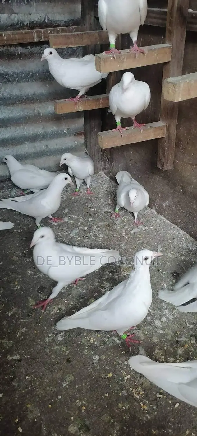 Purely White Dove Is Going for Cool Price in Amrahia - Birds, De-byble ...