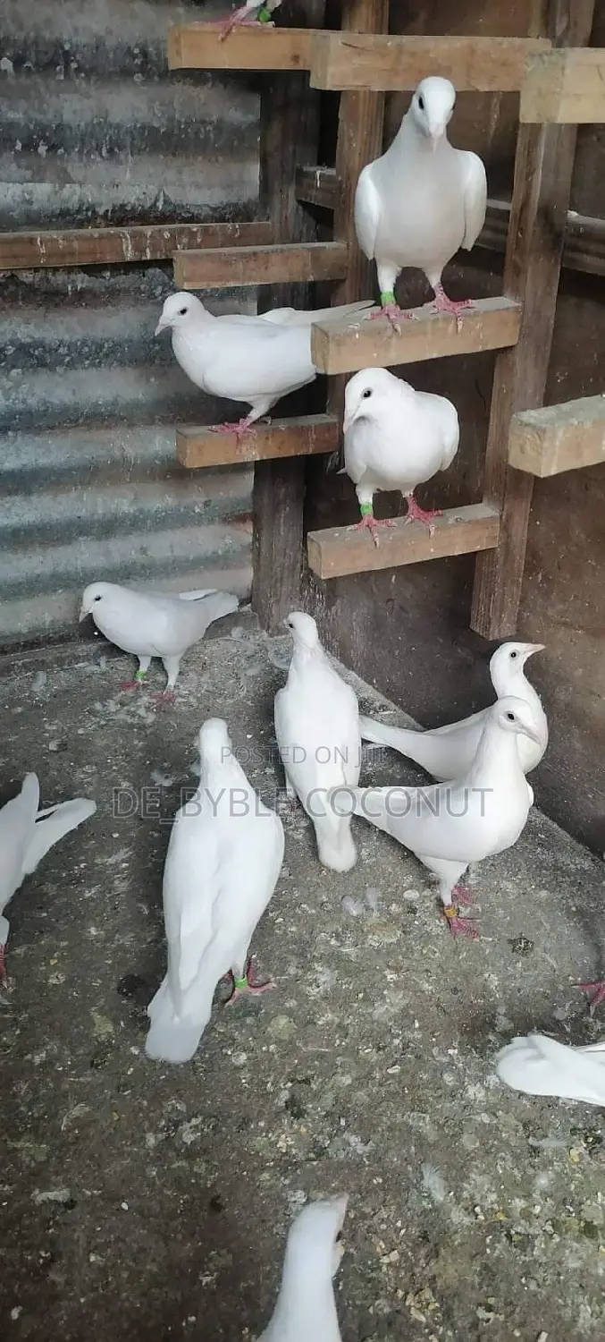 Purely White Dove Is Going for Cool Price in Amrahia - Birds, De-byble ...