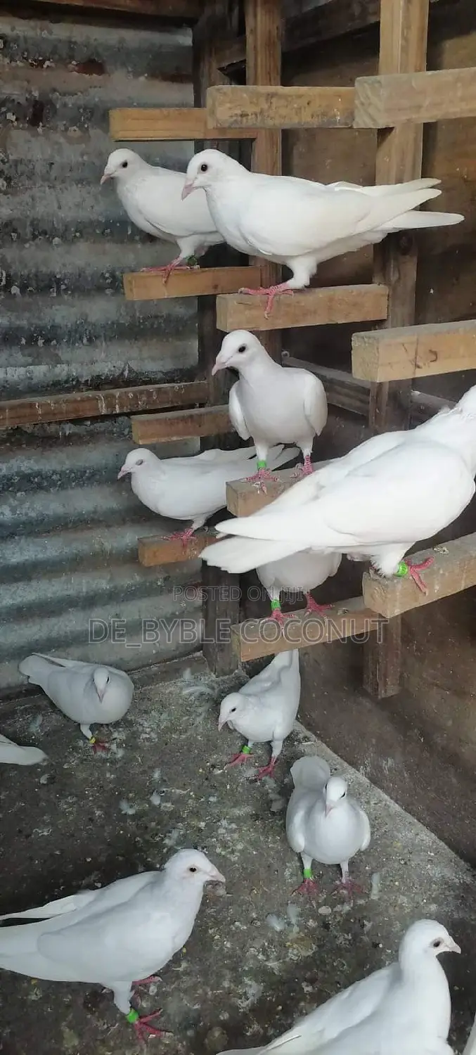 Purely White Dove Is Going for Cool Price in Amrahia - Birds, De-byble ...