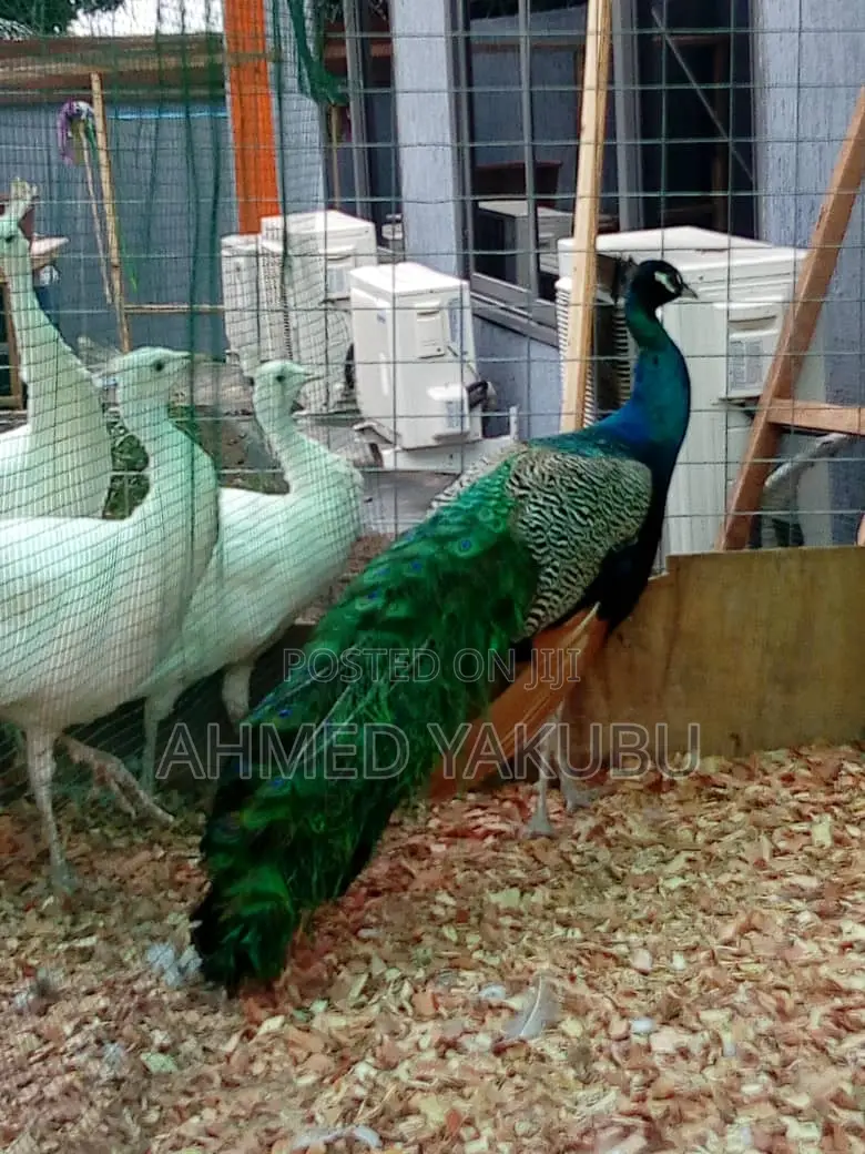 Peacocks and Feathers Available for Sale in Ga West Municipal - Birds ...