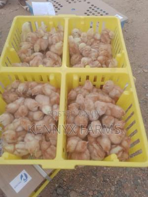 Sasso Day Old in Ablekuma - Farm Animals, Kenny Despot | Jiji.com.gh