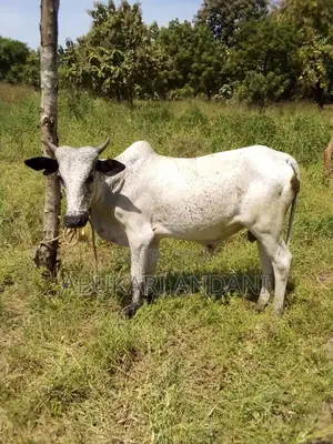 Cows in Ghana for sale Prices on Jiji.com.gh