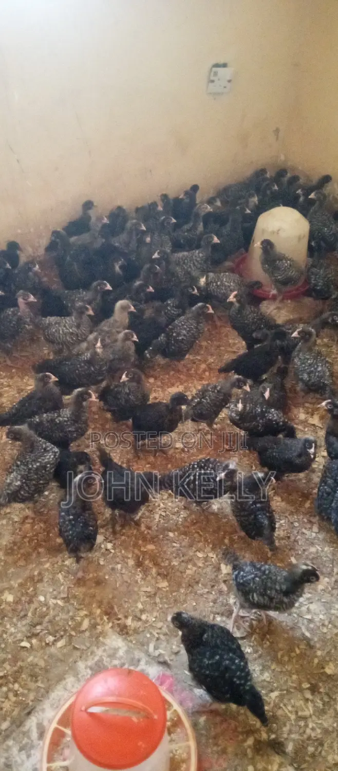 Different Type of Chickens in East Legon - Farm Animals, Kelly Farms ...