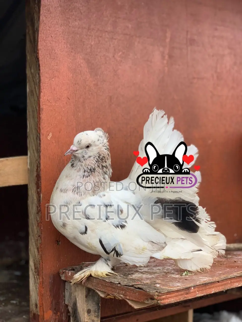 Indian Fantail Fancy Pigeons in Greater Accra - Birds, Precieux Pets | Jiji.com.gh