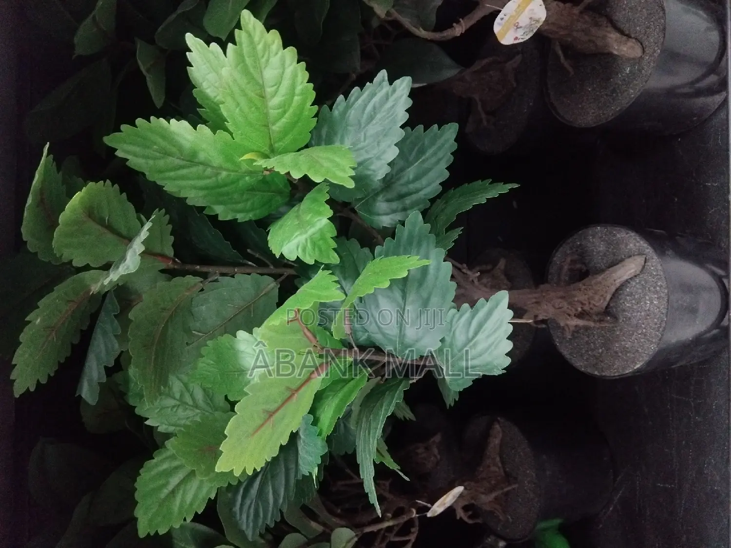 Artificial Tree in Accra Metropolitan - Toys, Games & Bikes, Joseph ...