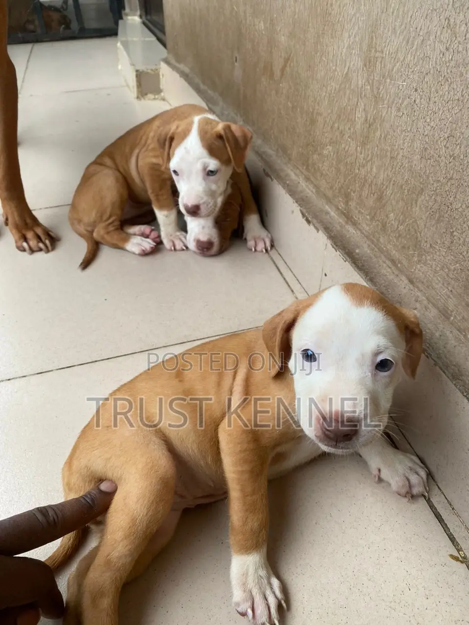 1-3 months Male Purebred American Pit Bull Terrier in Accra ...