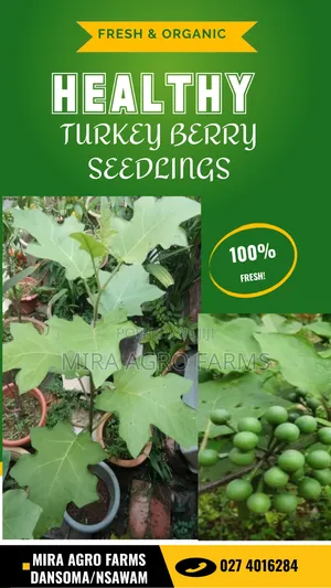 Seedlings in Ghana for sale Prices on Jiji.com.gh