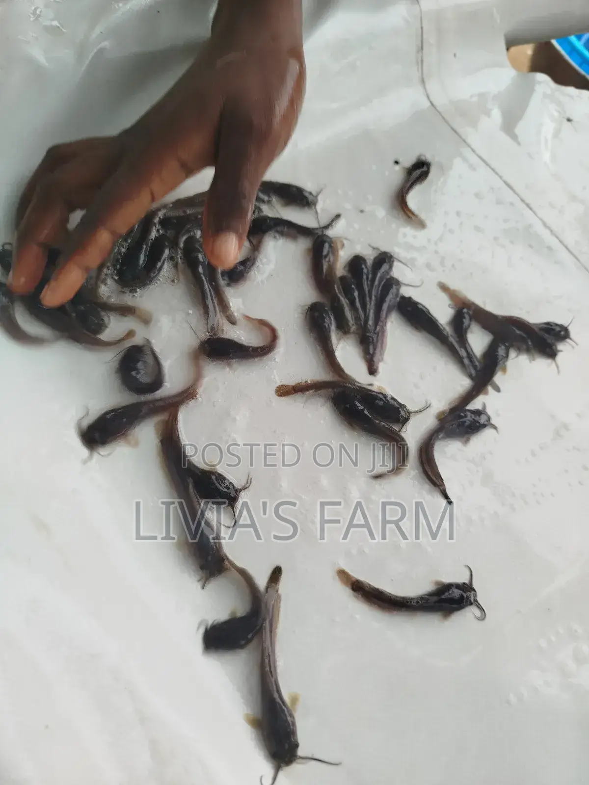 Cat Fish Fingerlings Juveniles Jumbo,1kg in Weija - Farm Animals, Livia ...