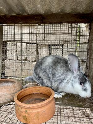 Rabbit (Doe Or Female) in Awutu Senya East Municipal - Farm Animals ...