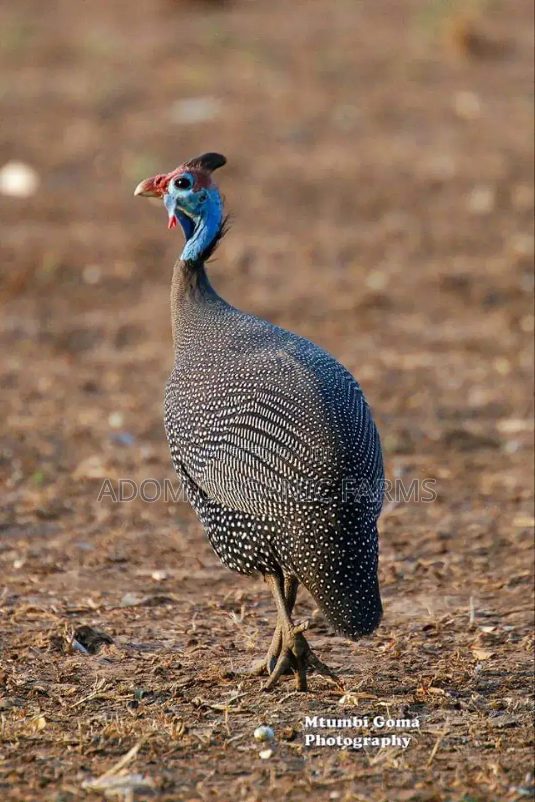 Matured Guinea Fowls Available, African White Breed in Awutu Senya East ...