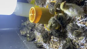 Quail in Ghana for sale Prices on Jiji.com.gh