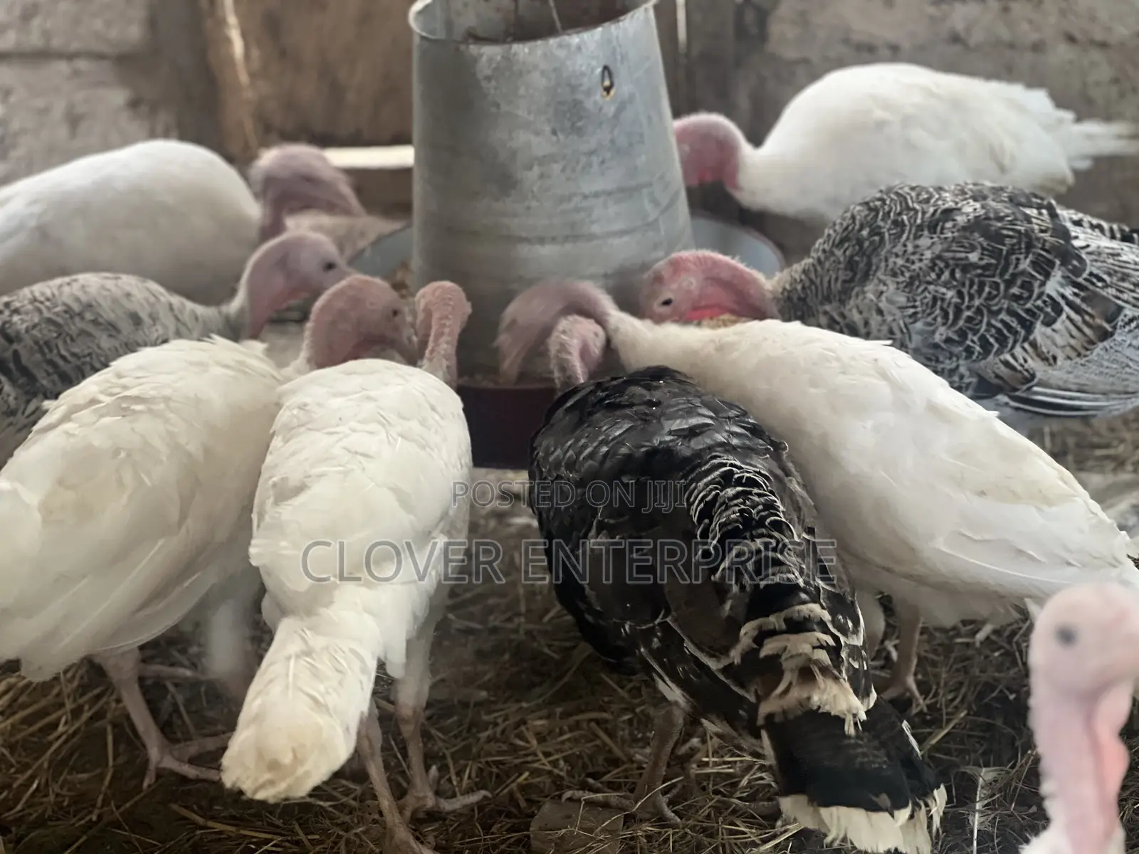 8 Weeks / Two Months Old Local and Hybrid Turkeys Available in Kumasi ...