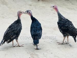 8 Weeks / Two Months Old Turkeys Available in Kumasi Metropolitan ...
