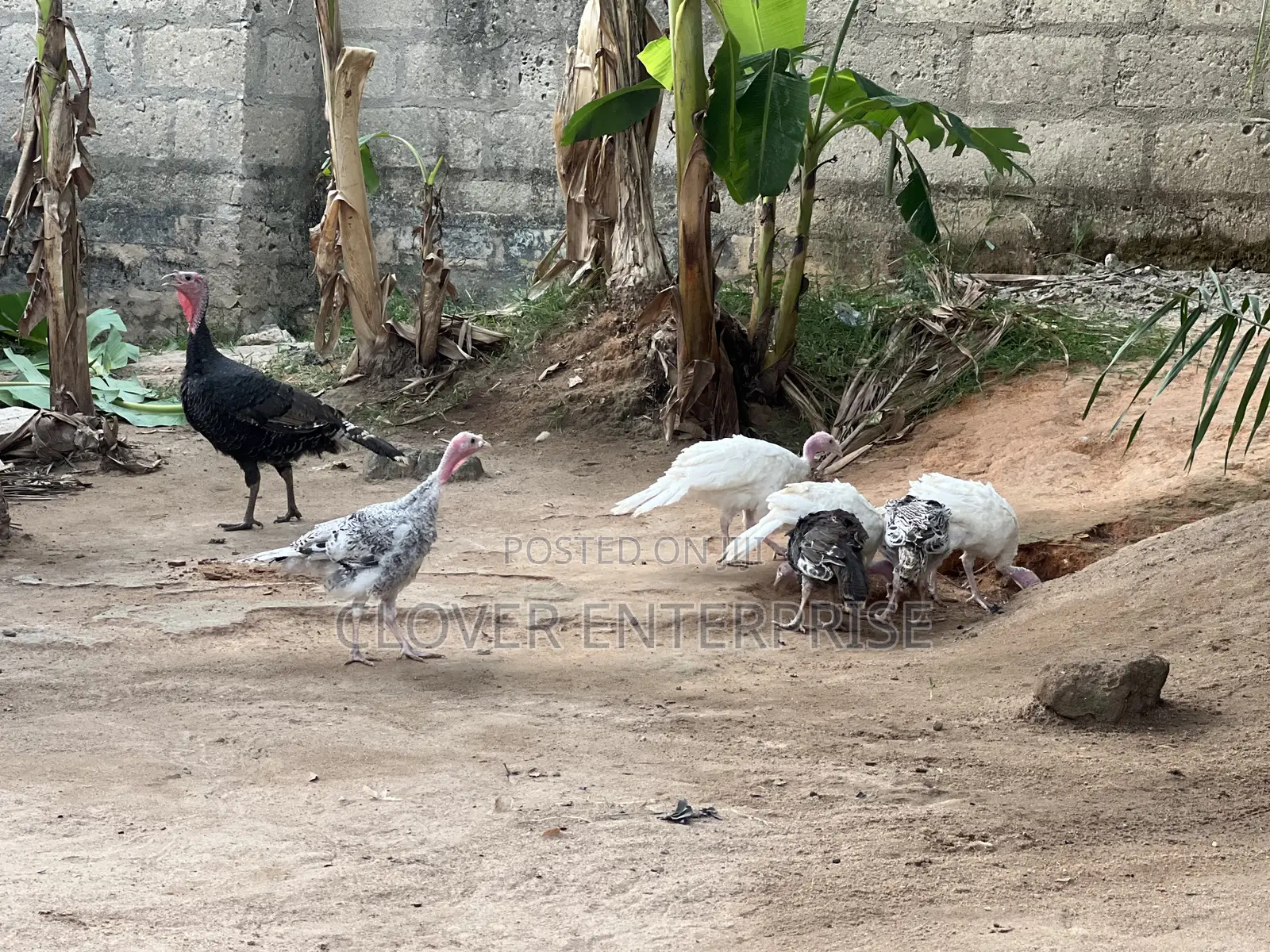 8 Weeks / Two Months Old Local and Hybrid Turkeys Available in Kumasi ...