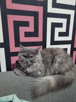 Cats & Kittens in Ghana for sale Price on Jiji.com.gh