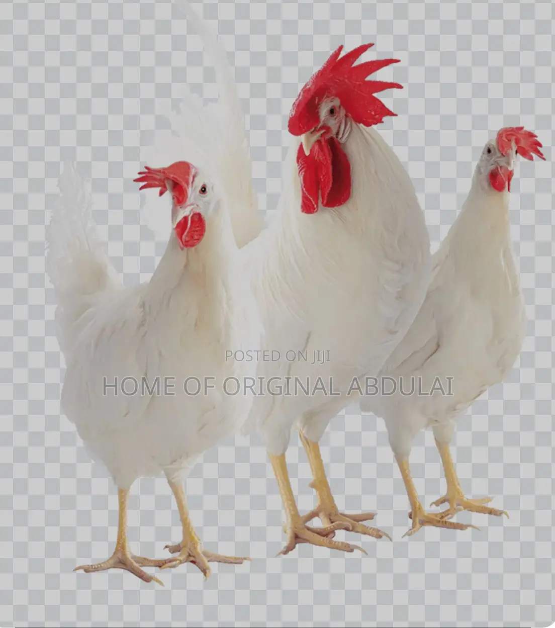 Layers Hy-Line Brown and White Layers in Dansoman - Farm Animals, Home ...