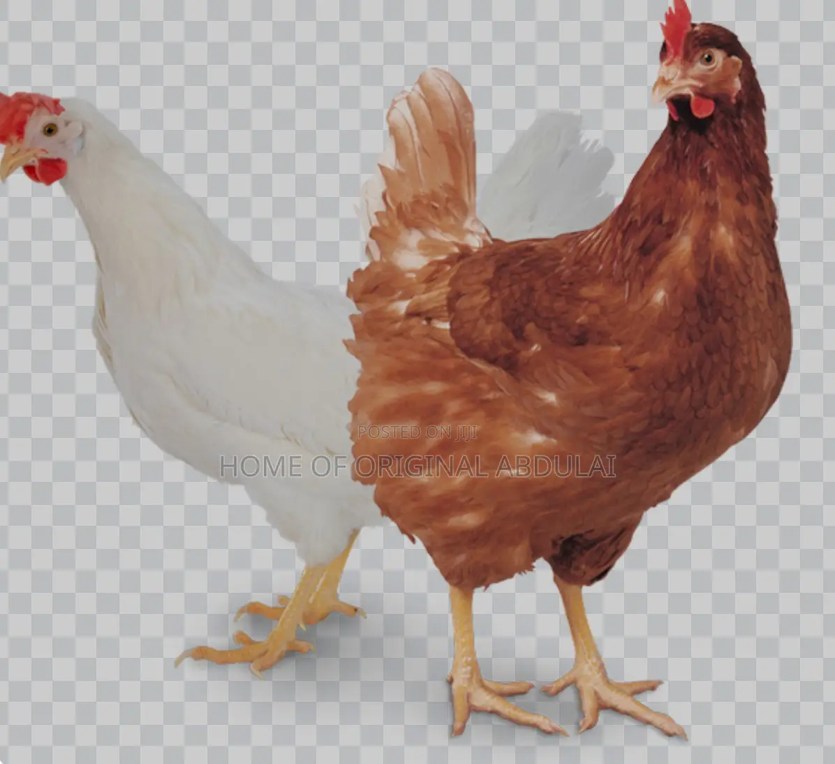 Layers Hy-Line Brown and White Layers in Dansoman - Farm Animals, Home ...