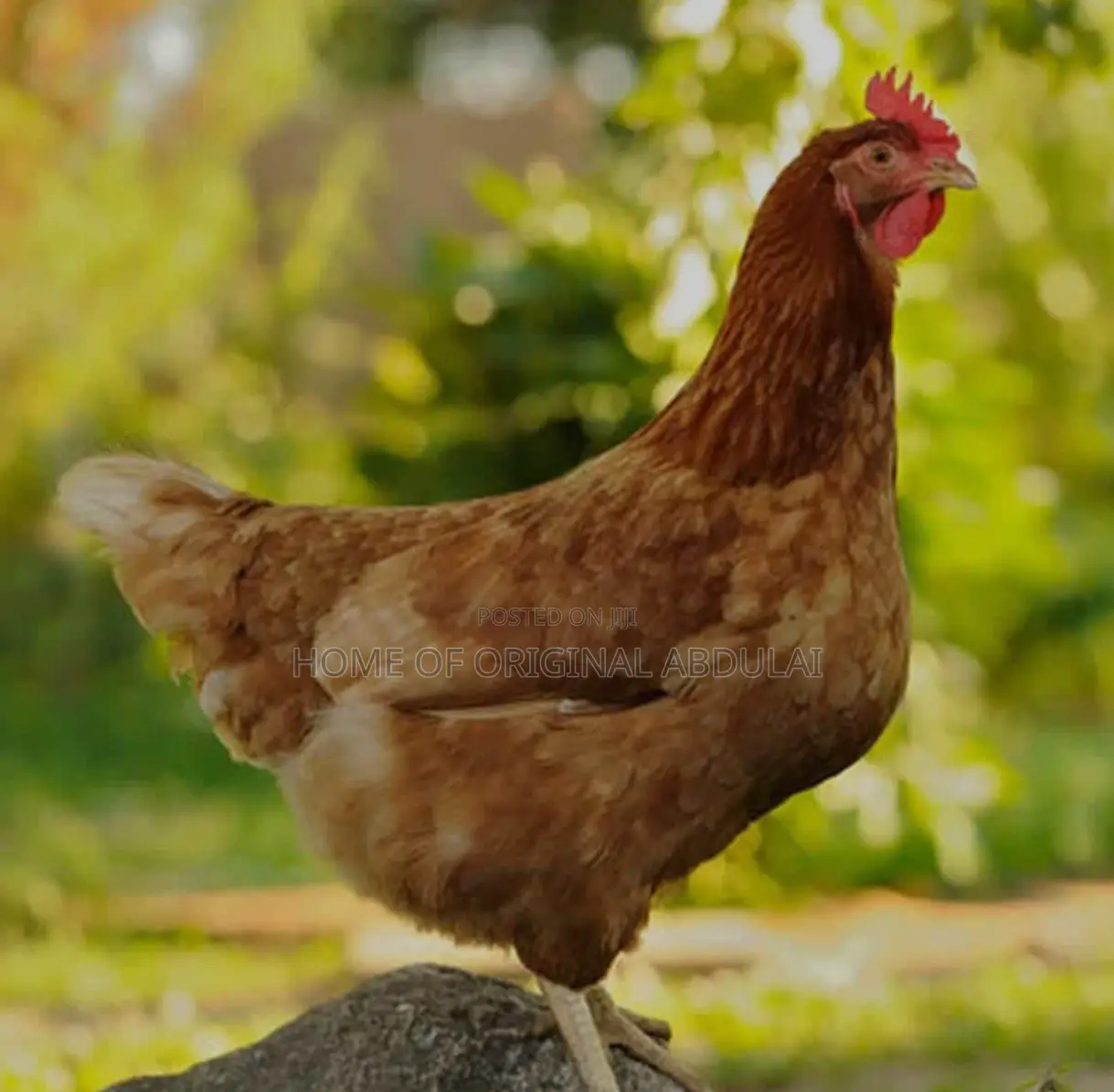 Hy-Line Brown in Dansoman - Farm Animals, Home Of Original Abdulai | Jiji.com.gh