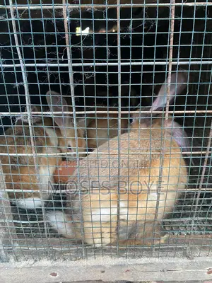 Rabbits in Ghana for sale Prices on Jiji.com.gh