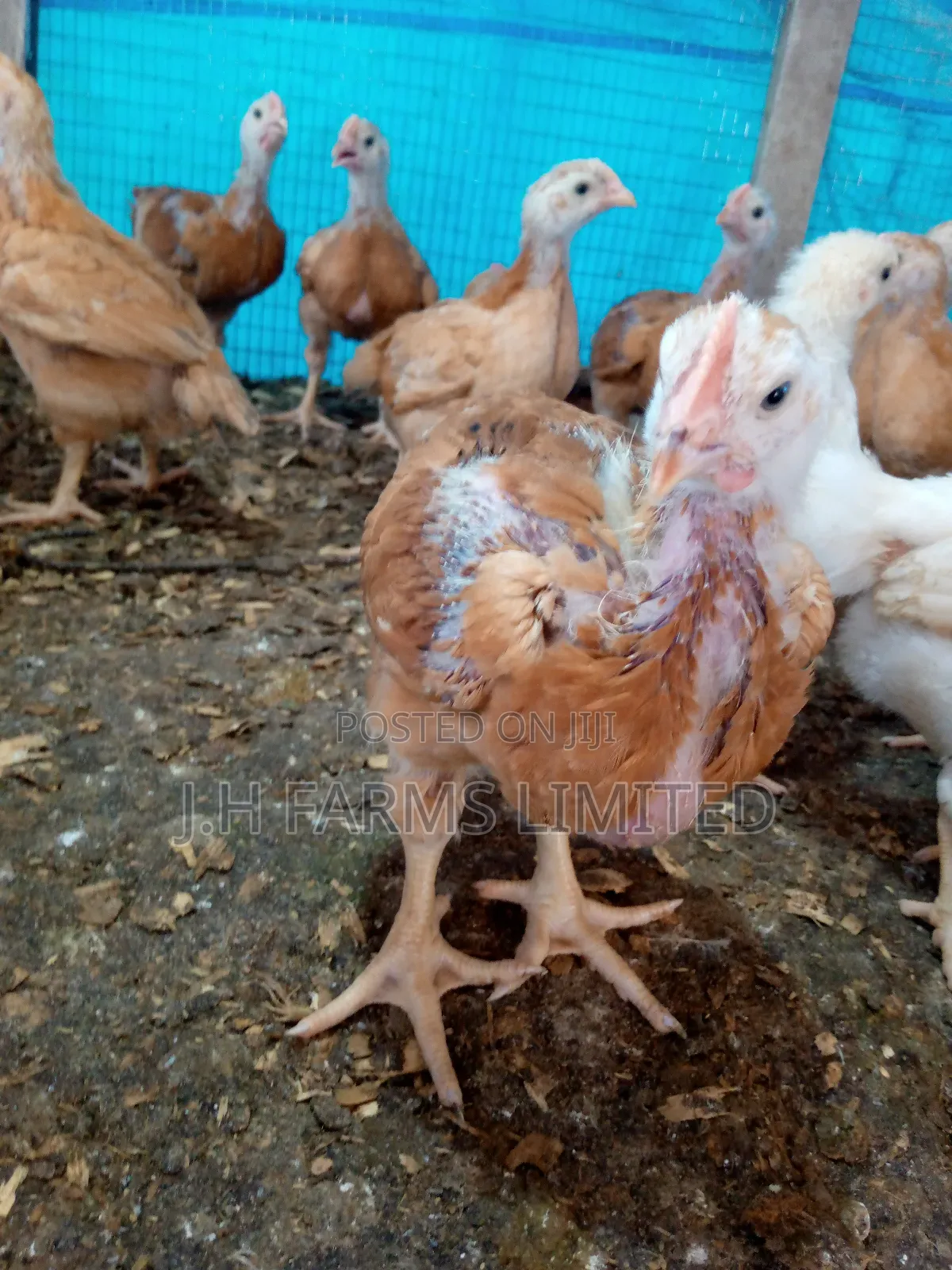 Sasso Broiler in Accra Metropolitan - Farm Animals, John Henry Farms | Jiji.com.gh