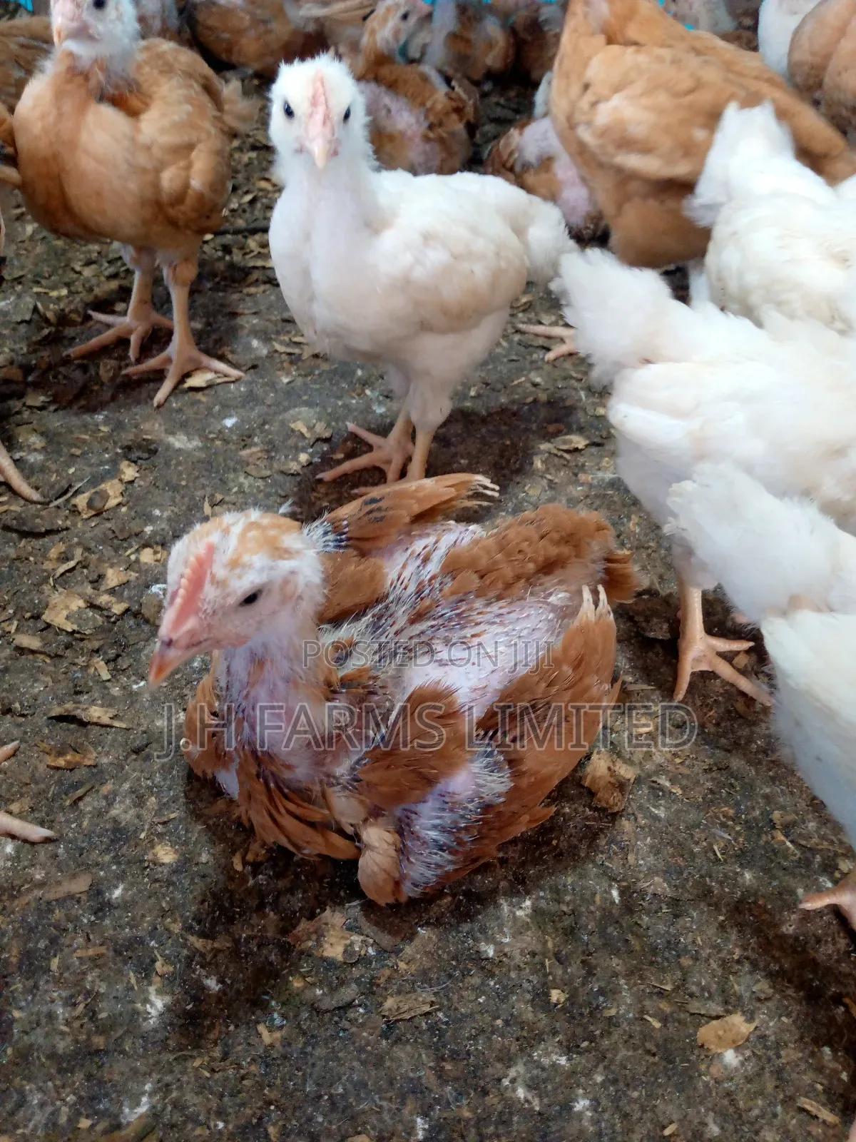 Sasso Broiler in Accra Metropolitan - Farm Animals, John Henry Farms ...
