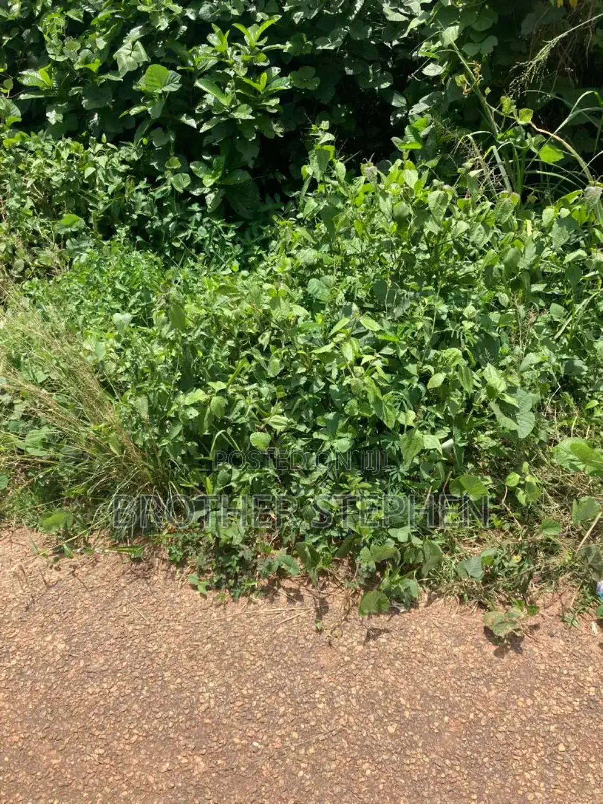 12,000 Acres Of Farmland For Sale At Asamankese. in East Akim Municipal ...