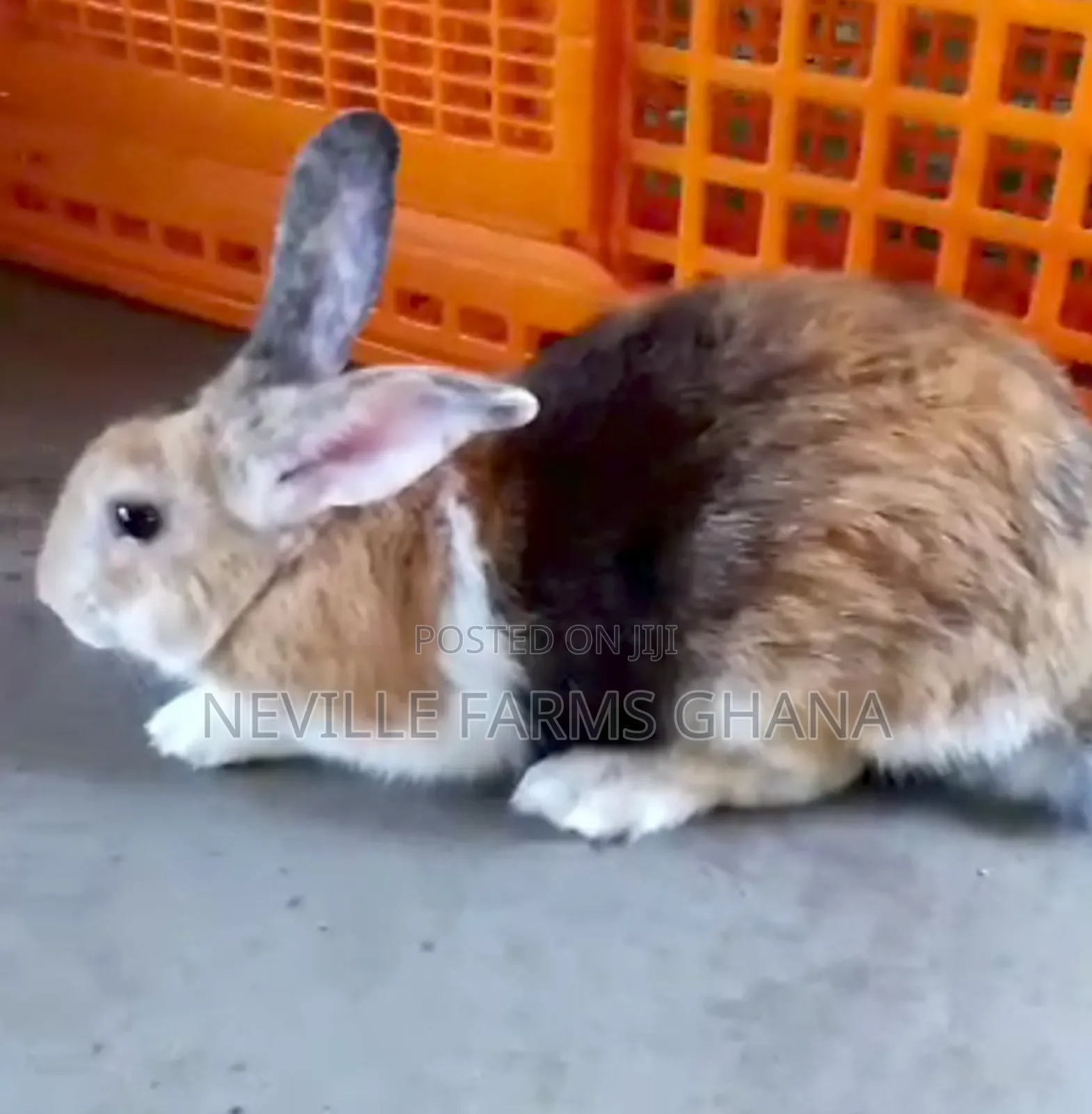 Rabbits for Meat and Breeding in Ga West Municipal - Farm Animals ...