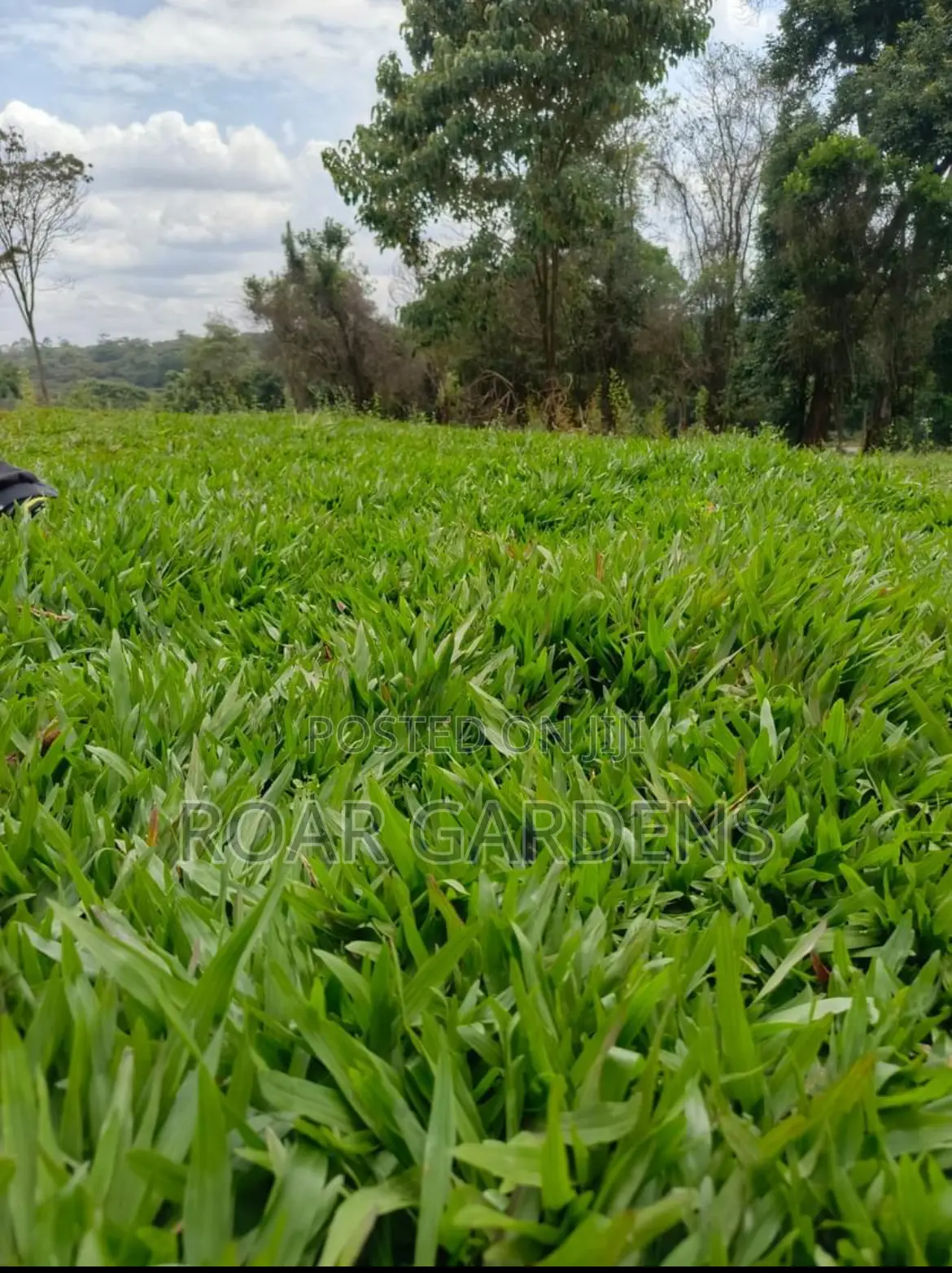 Love Grass ( Full Sac 50 Kg) in Accra Metropolitan - Feeds, Supplements & Seeds, Daniel Staken ...