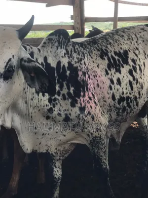 Cows in Ghana for sale Prices on Jiji.com.gh