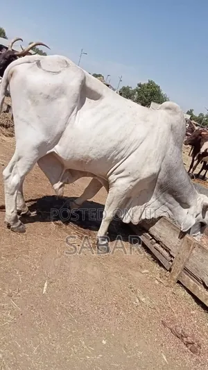 Cows in Ghana for sale Prices on Jiji.com.gh
