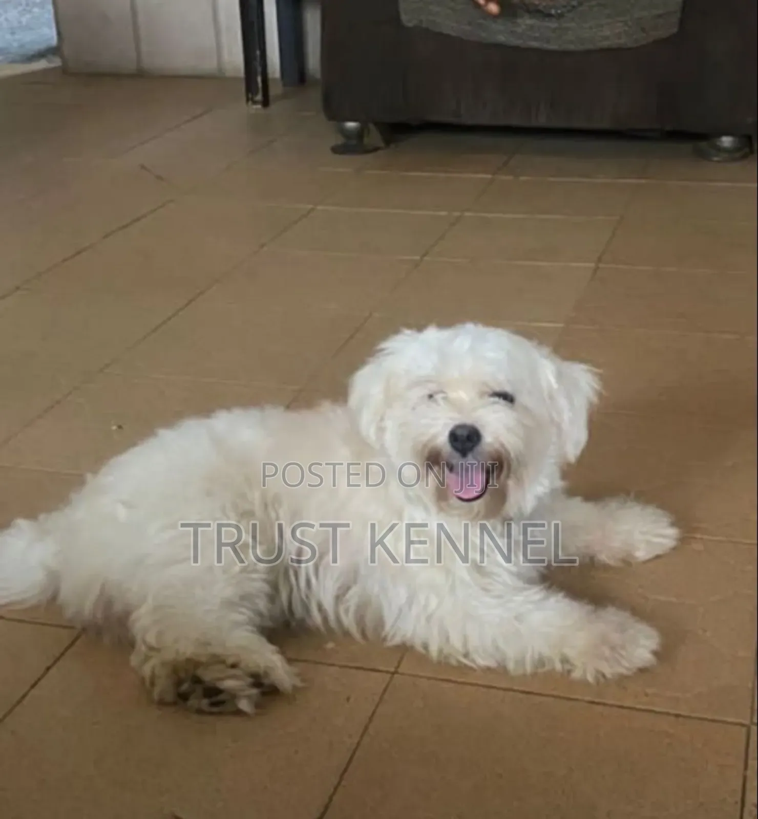 1-3 months Male Purebred Maltese in Accra Metropolitan - Dogs & Puppies ...