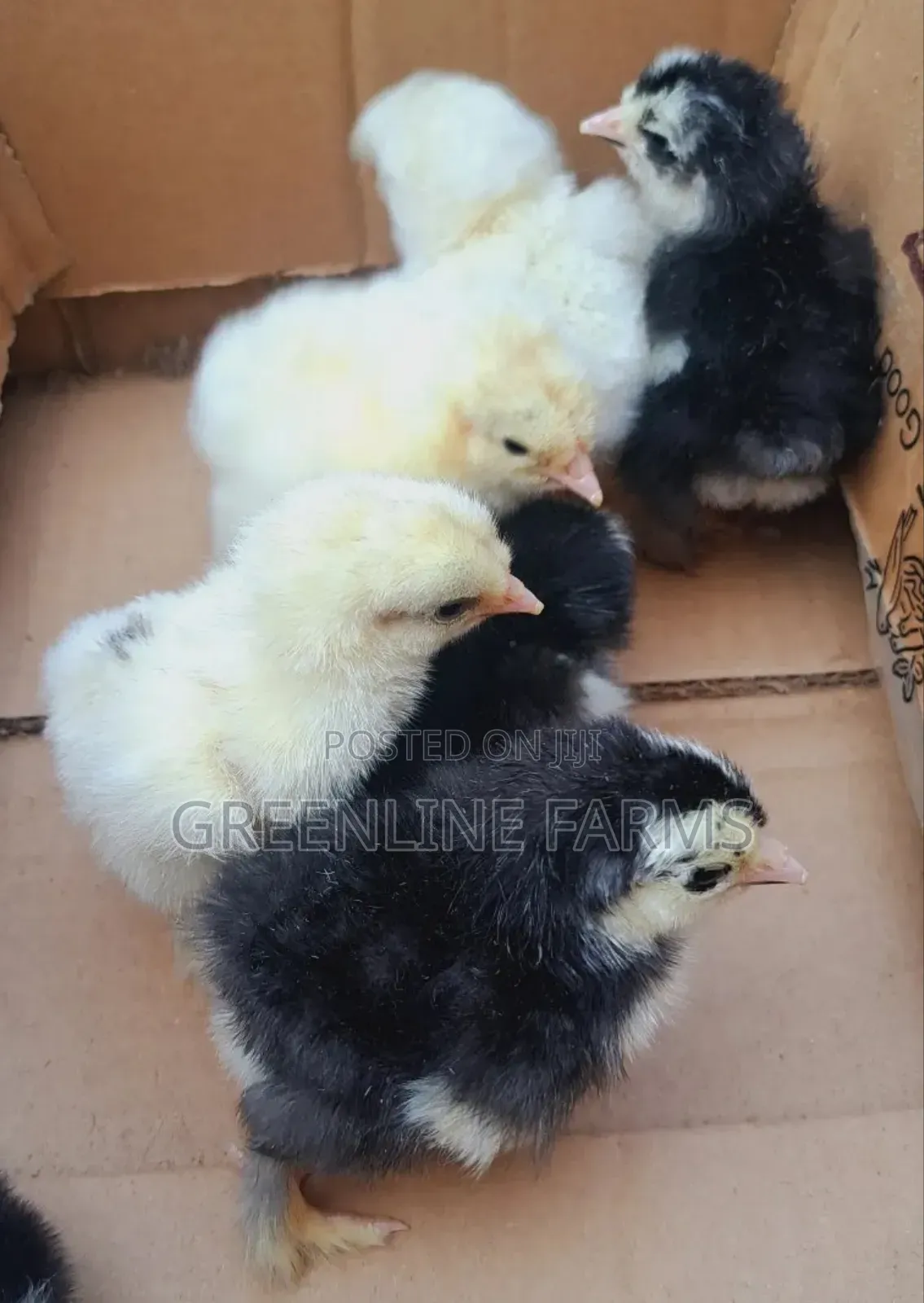 Day Old Brahma Chicks in Kasoa - Farm Animals, Greenline Farms | Jiji ...