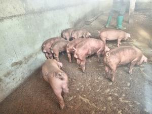 Foreign Breeds Pure Duroc in Kasoa - Farm Animals, Paul K Ayiah | Jiji ...