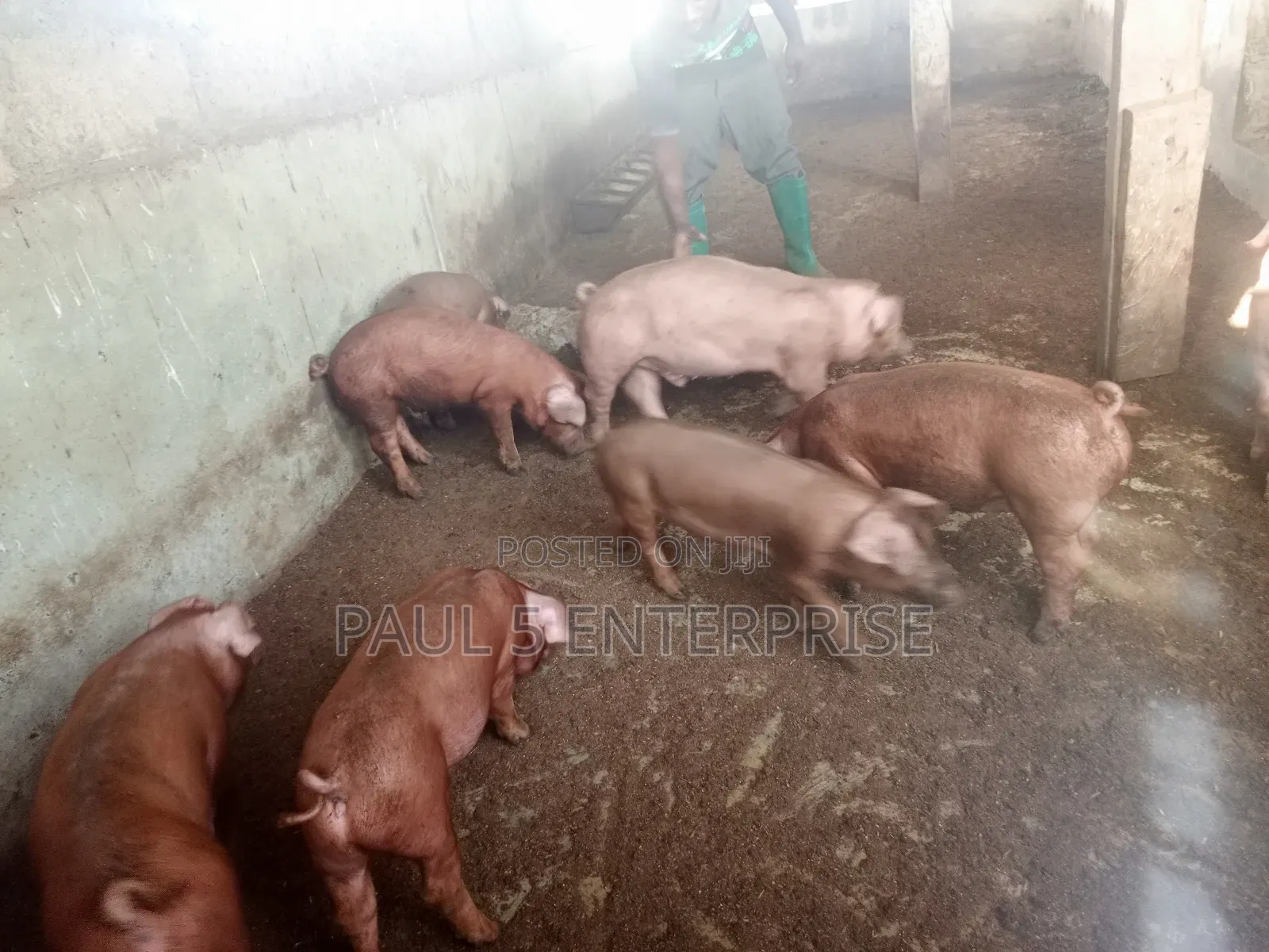 Foreign Breeds Pure Duroc in Kasoa - Farm Animals, Paul K Ayiah | Jiji ...