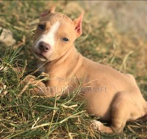 1-3 months Male Purebred American Pit Bull Terrier in Teshie - Dogs ...