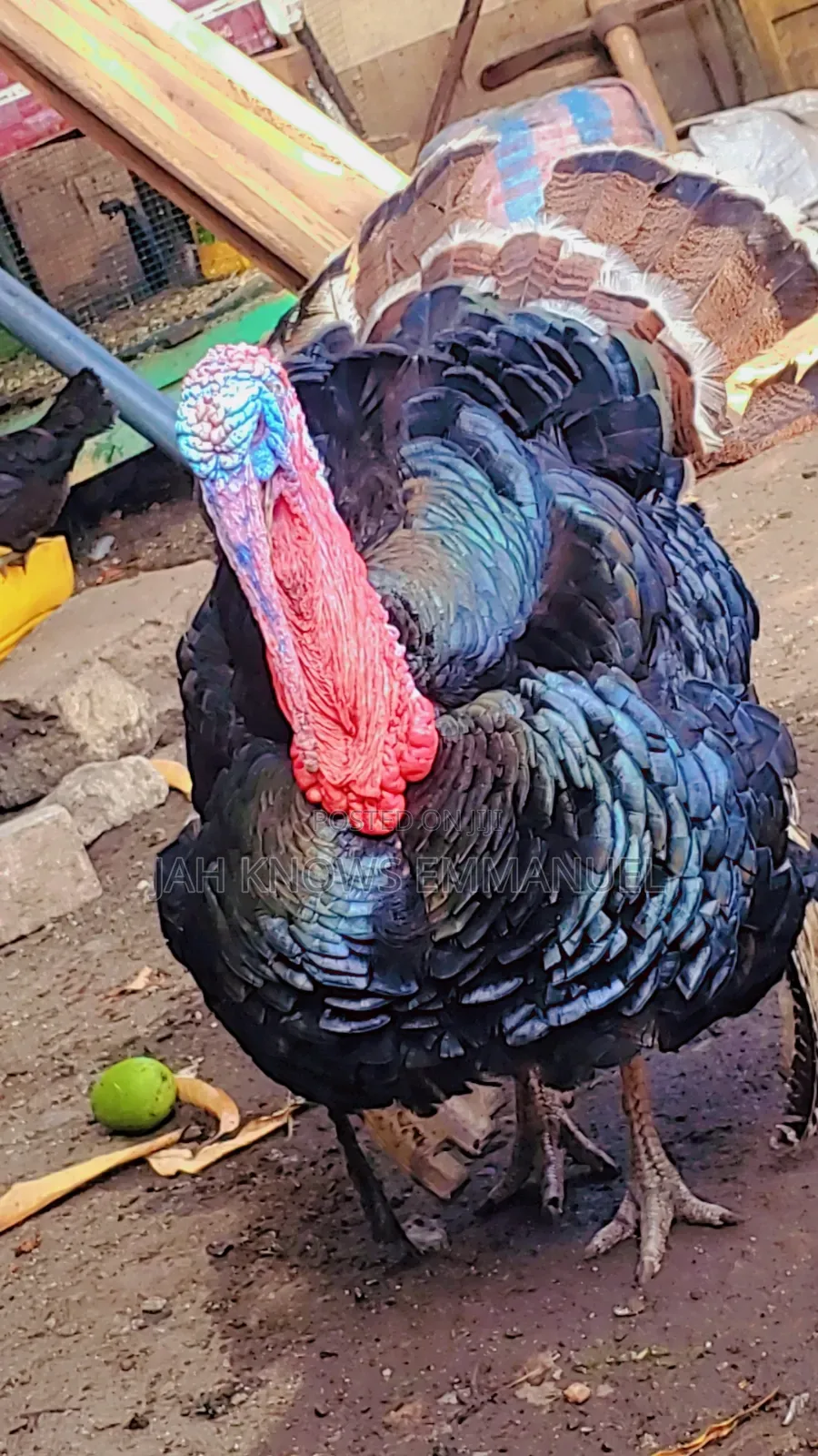 Local Fowls in Burma Camp - Farm Animals, Jah Knows Emmanuel Linking ...