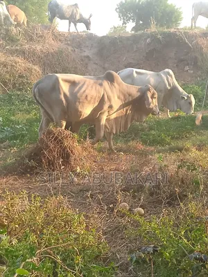 Cows in Ghana for sale Prices on Jiji.com.gh