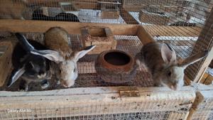 Matured and Young Rabbits for Sale in Adenta - Farm Animals, Cephas ...