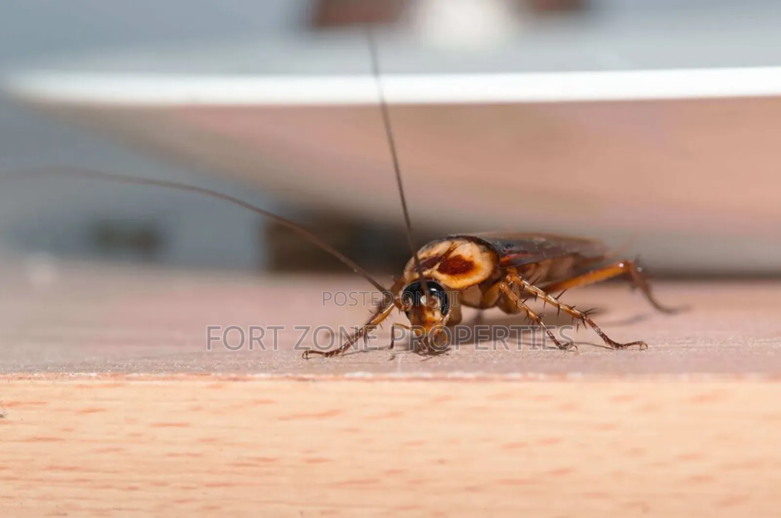 Are You Bothered With Cockroaches,Snakes,Ants Etc in Kumasi ...