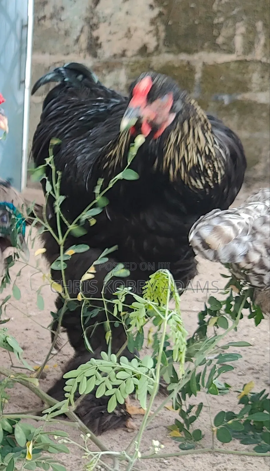 Brahma Chicken in Ga West Municipal - Farm Animals, Greathatch ...