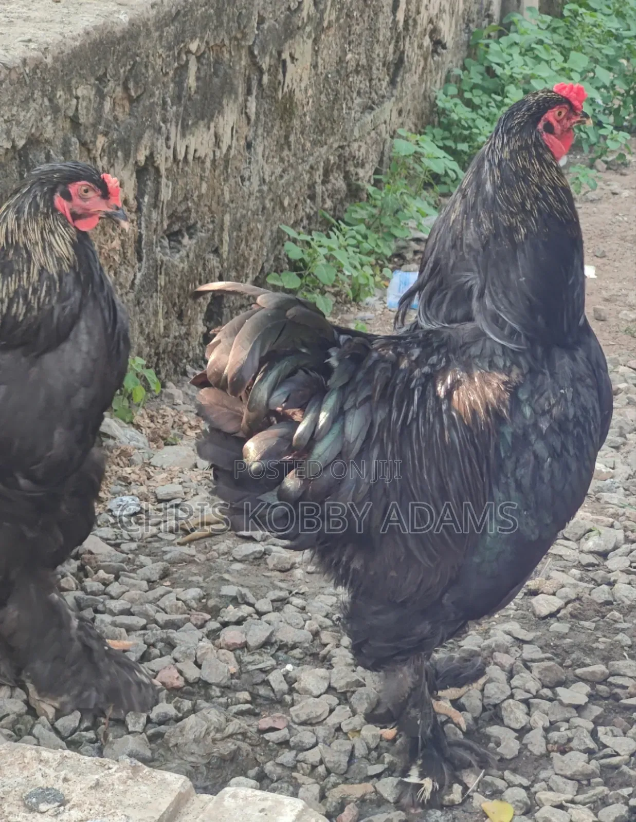 Brahma Chicken in Ga West Municipal - Farm Animals, Greathatch ...