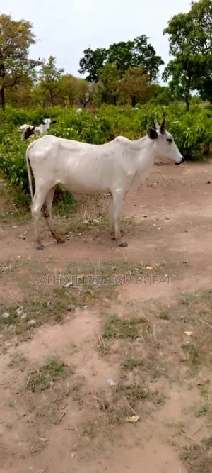 Cows in Ghana for sale Prices on Jiji.com.gh