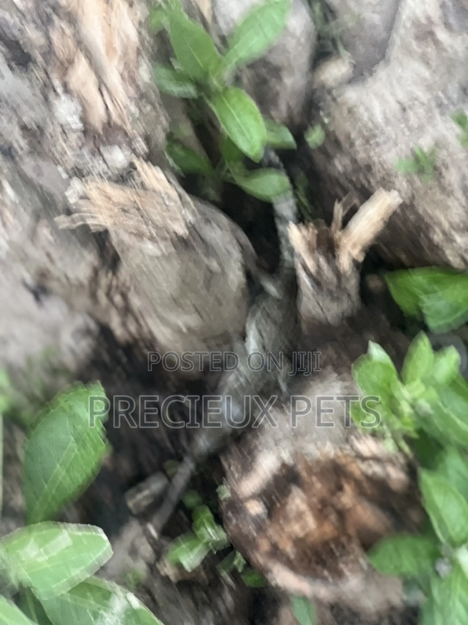 Crocodile Hatchlings Available in Greater Accra - Farm Animals, Precieux Pets | Jiji.com.gh