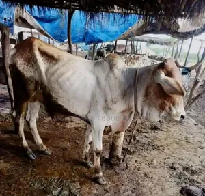 Cows in Ghana for sale Prices on Jiji.com.gh