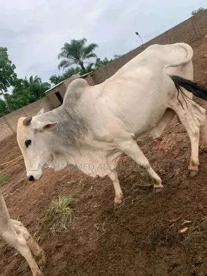 Cows in Ghana for sale Prices on Jiji.com.gh