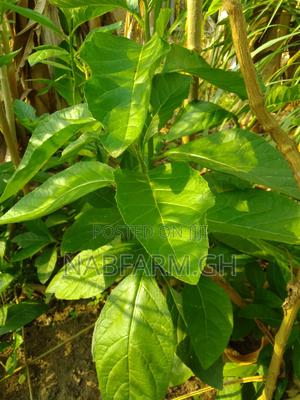 Bitter Leave in New-Juaben Municipal - Meals & Drinks, Naana Asare ...