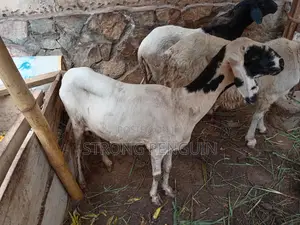 Sheeps in Ghana for sale Prices on Jiji.com.gh