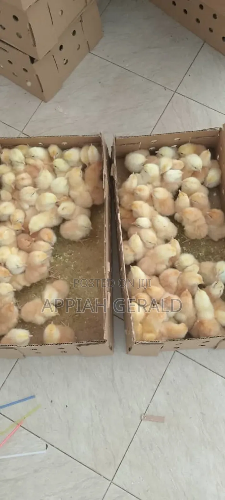 Day Old Sasso in Kumasi Metropolitan - Farm Animals, Blessman Farms ...